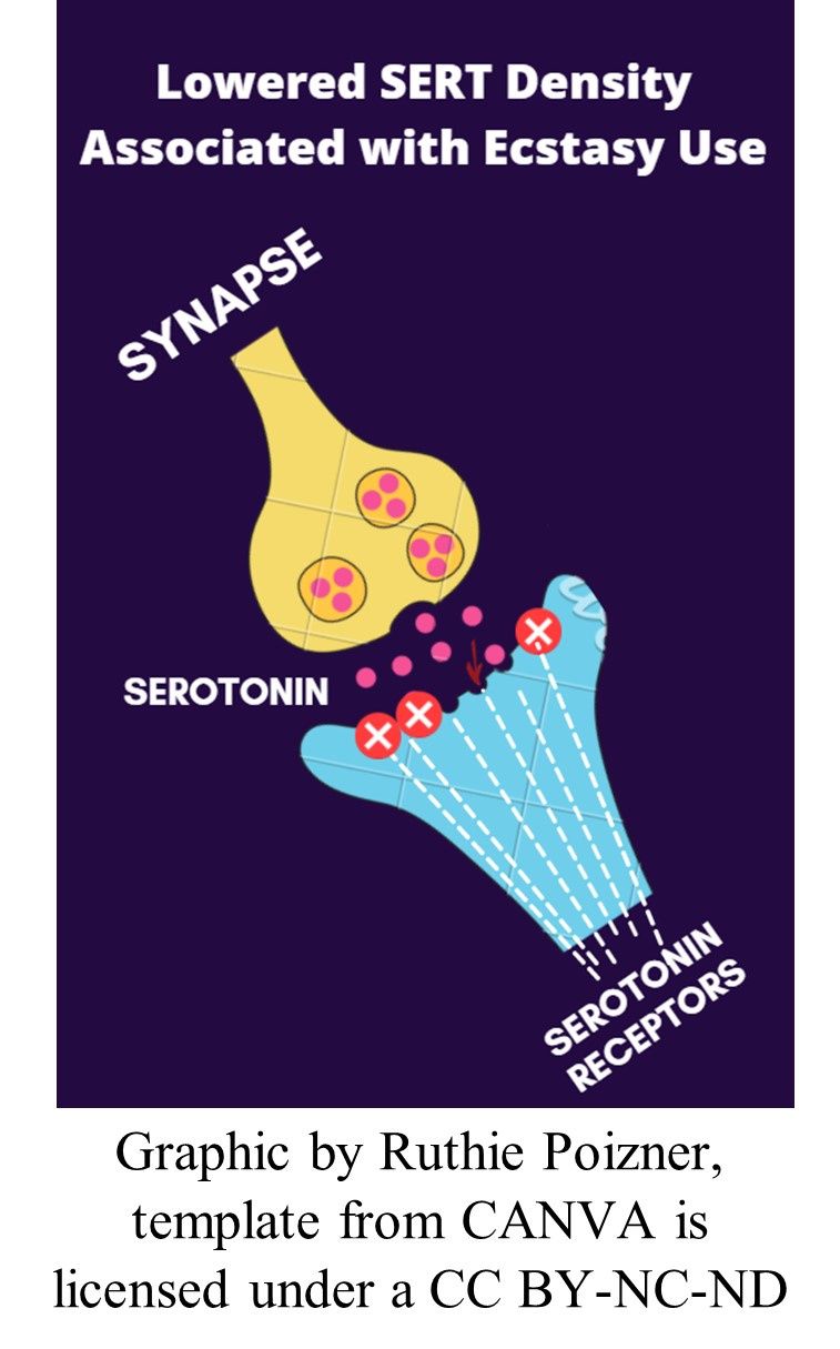 MDMA and the Brain: Is Ecstasy Neurotoxic? – Addiction Science